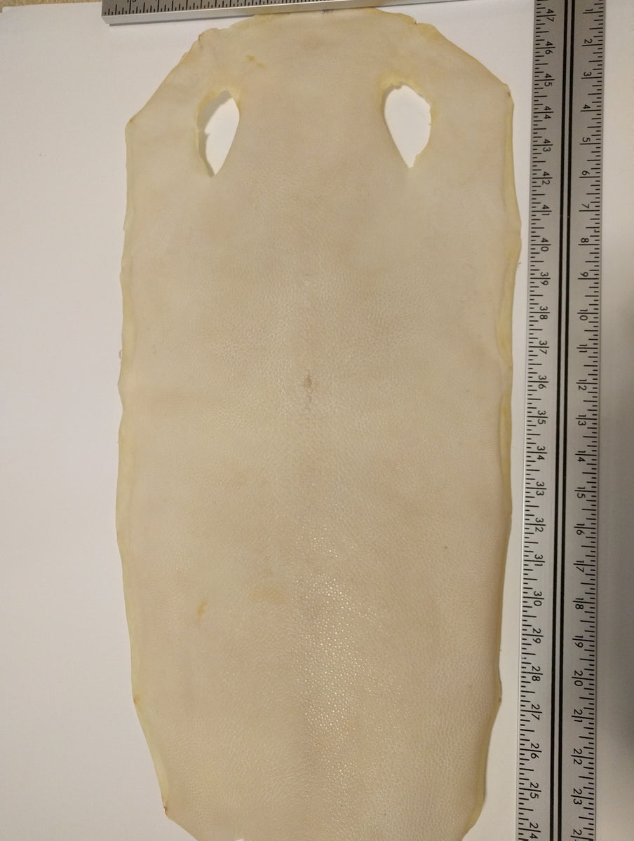 Long Type Sting Ray Skin 12 Inch Wide (20+inches long) – Erving Exotic ...