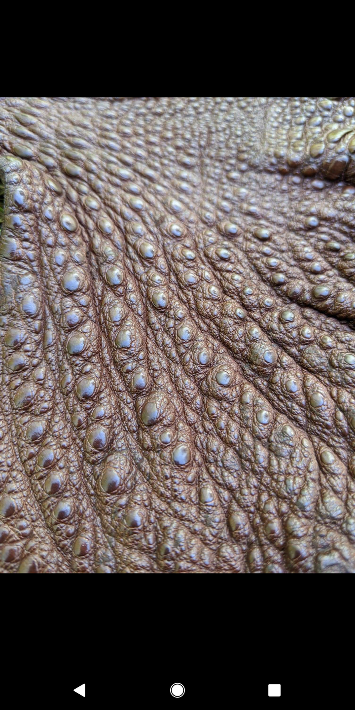 Snapping Turtle – Erving Exotic Leather
